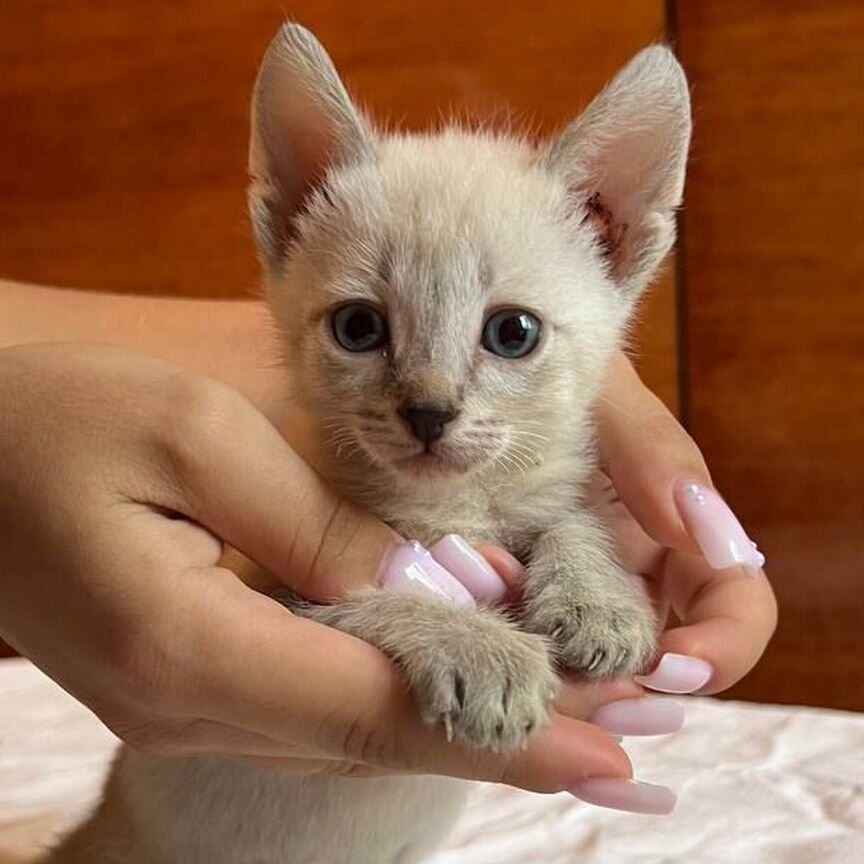 Красивый мальчик (из приюта)