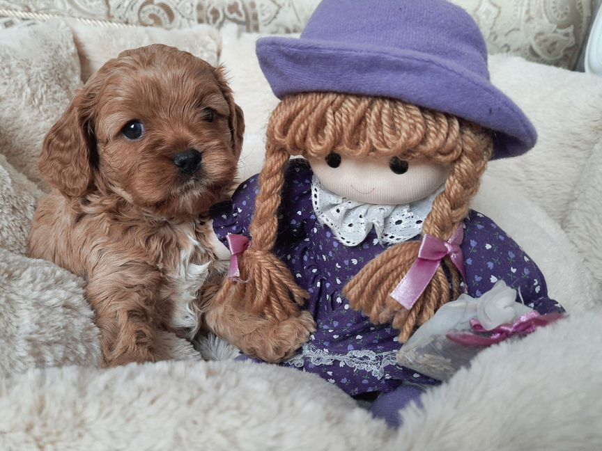 Щенки кавапу