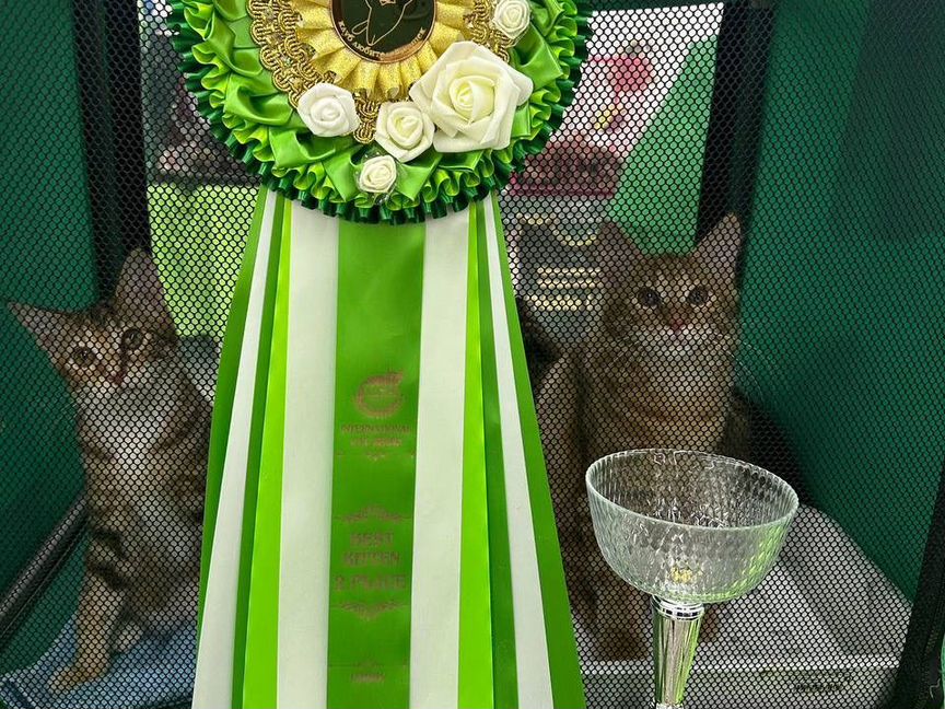 Котята курильского бобтейла