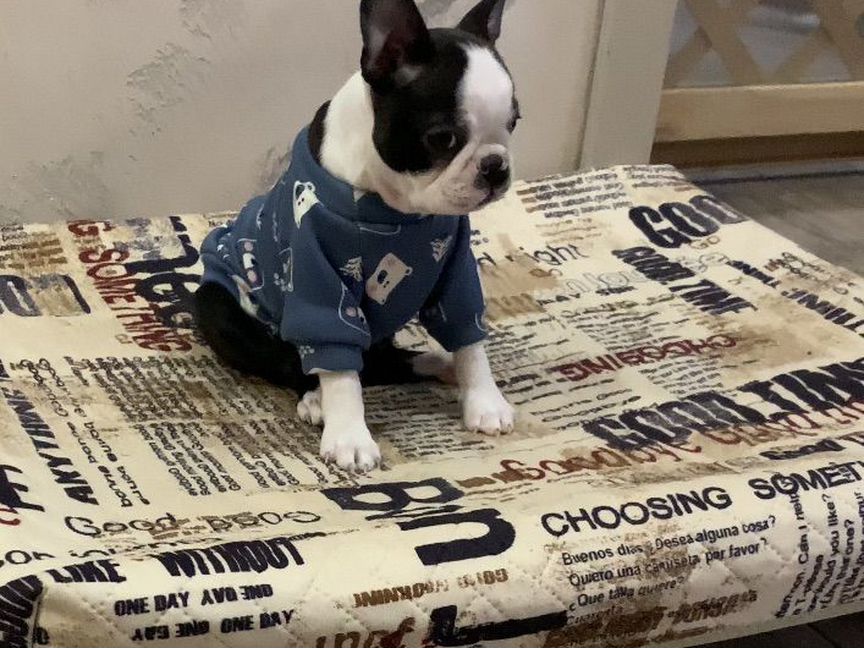 Щенки бостон терьер