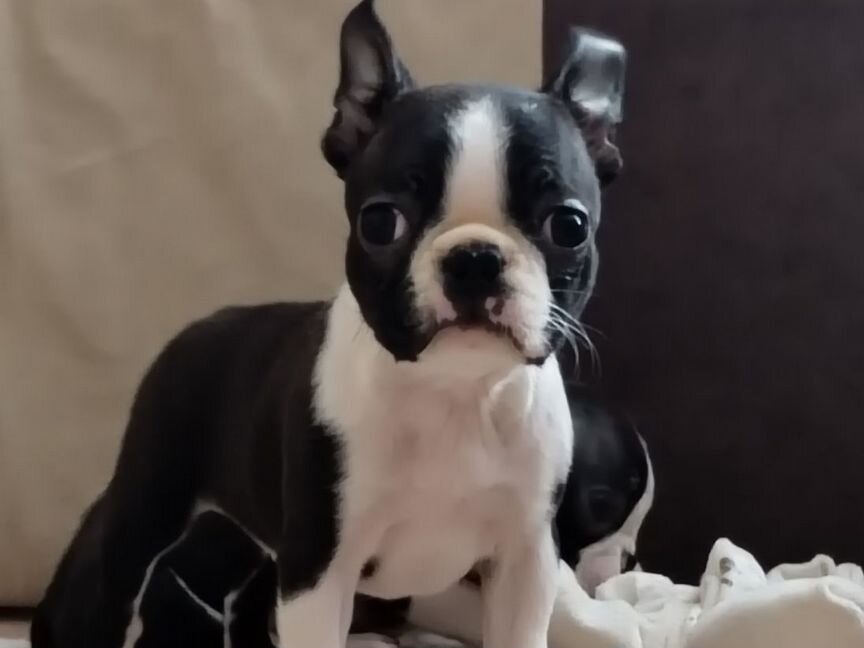 Девочка Бостон Терьер, щенки