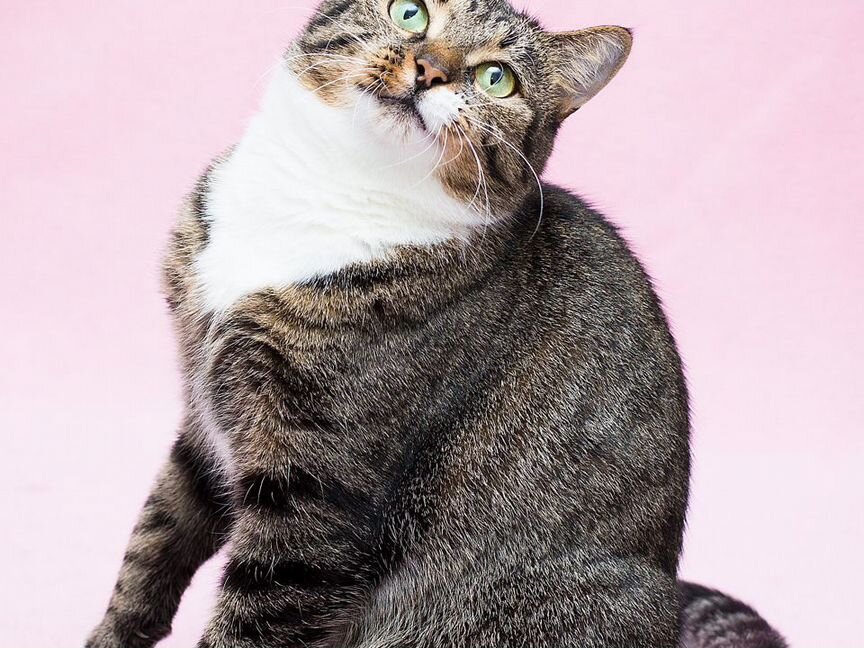 Балеринка ищет дом