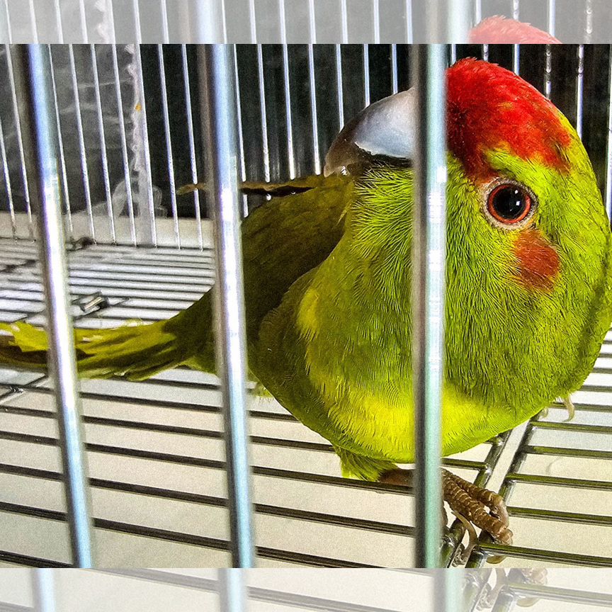 Какарики птенцы