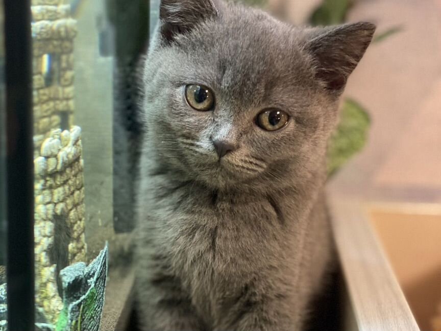 Веслоухая и пямоухая шатланка дымчатая