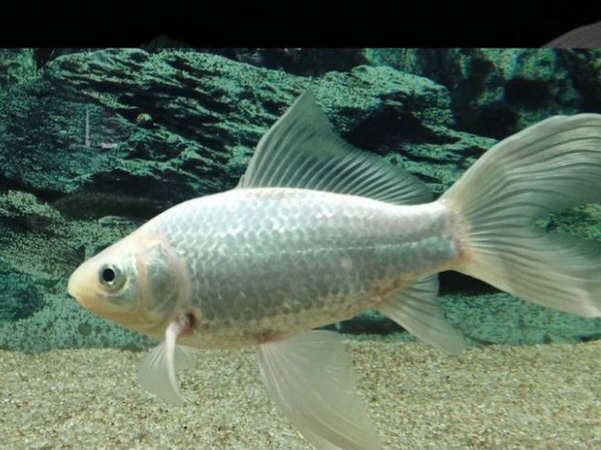 Аквариумные рыбки