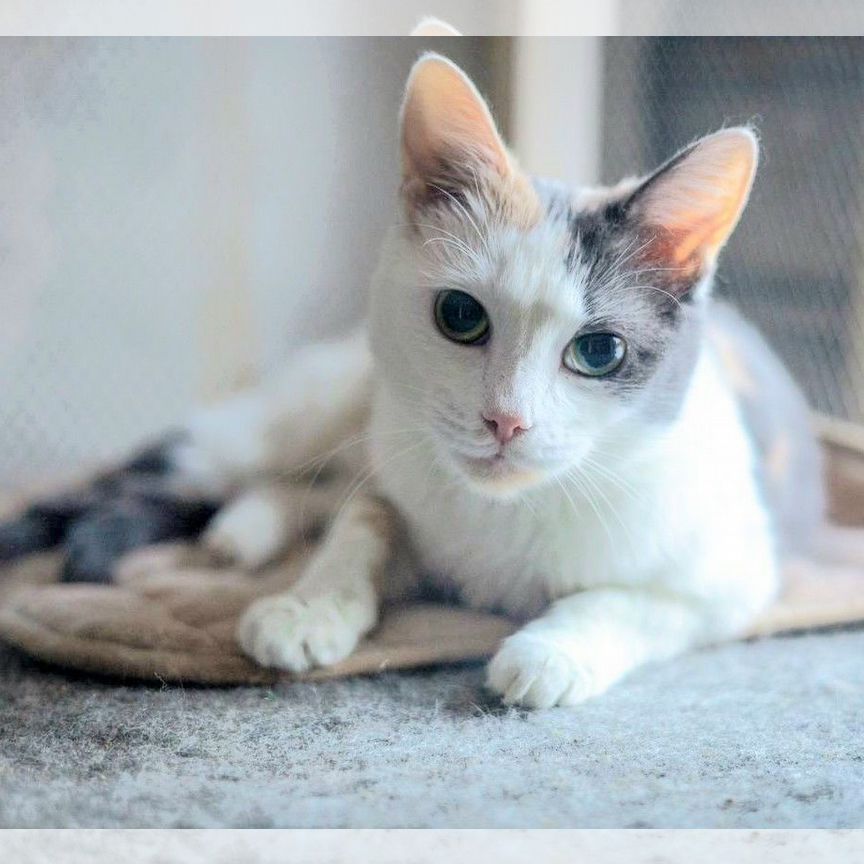 Взрослая, кошка в добрые руки