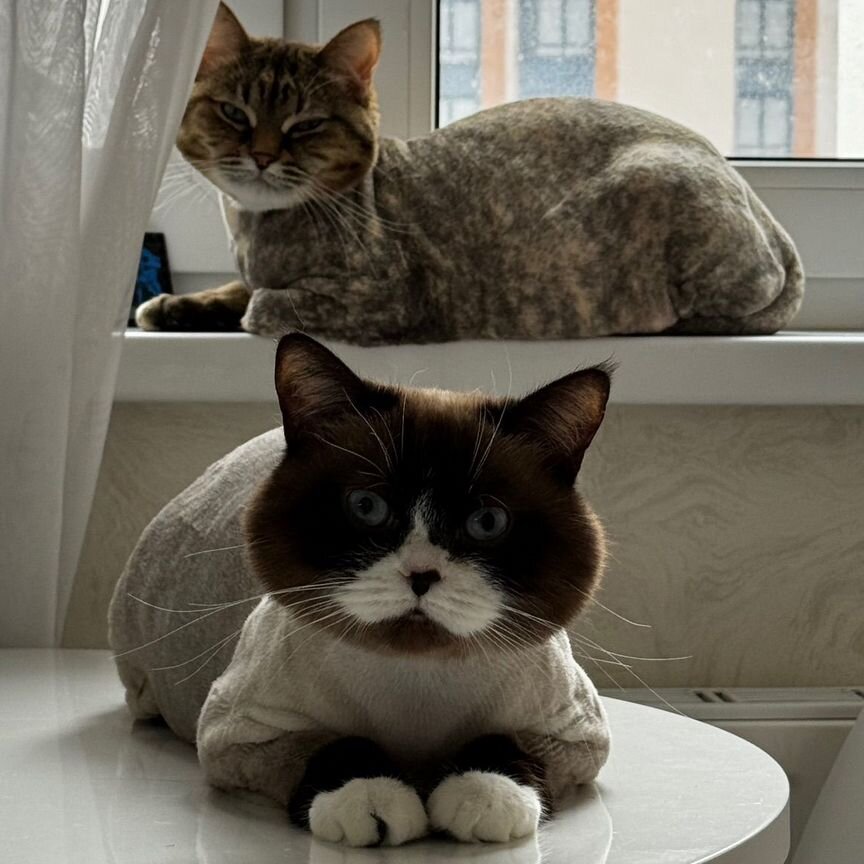 Взрослая, кошка в добрые руки