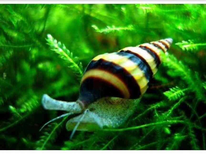 Улитки хилена