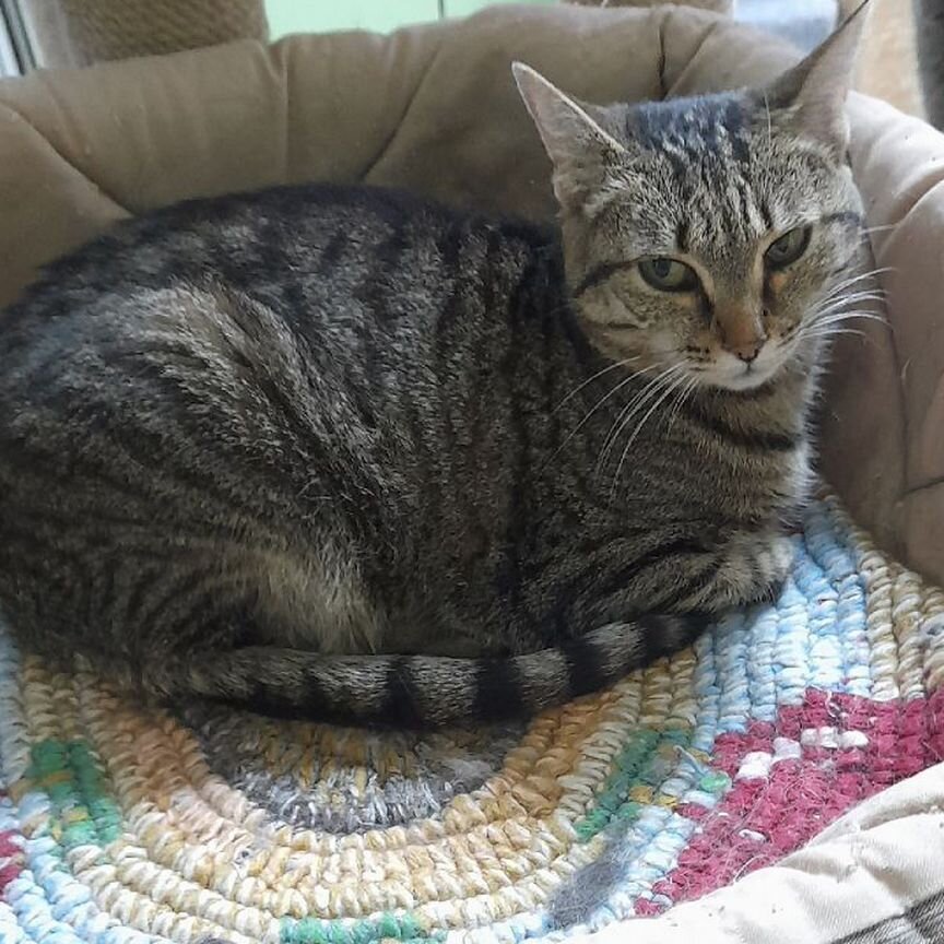 Взрослая кошка в добрые руки