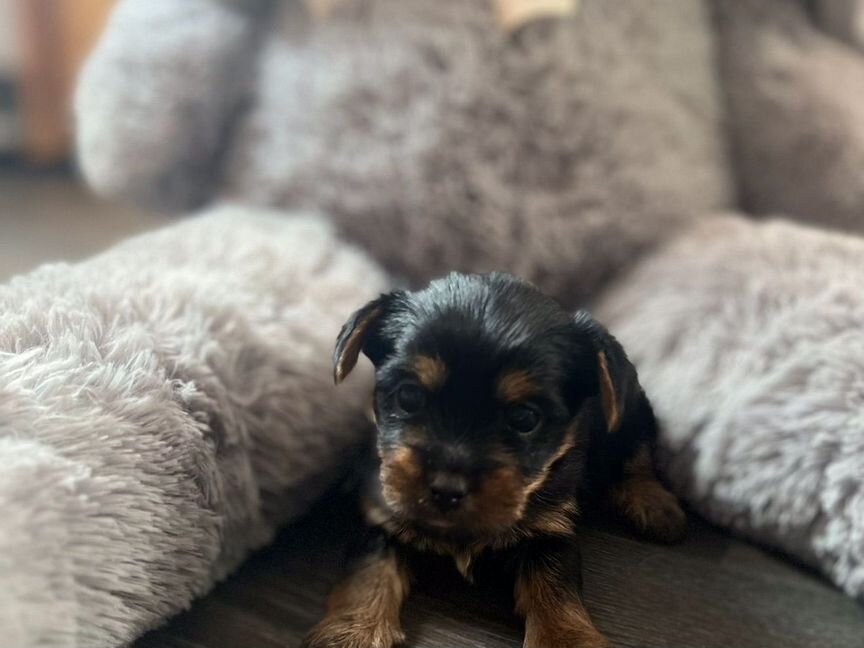 Йоркширский терьер щенки