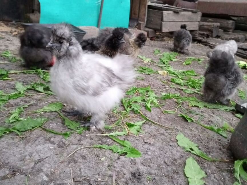 Китайская шëлковые куры