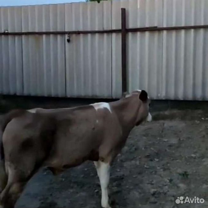 Продажа крс