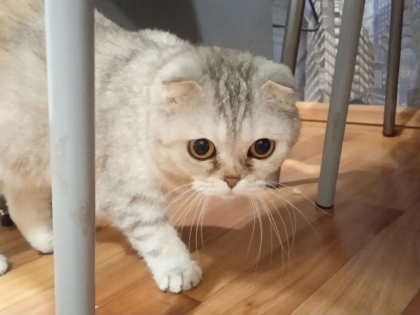 Шотландская