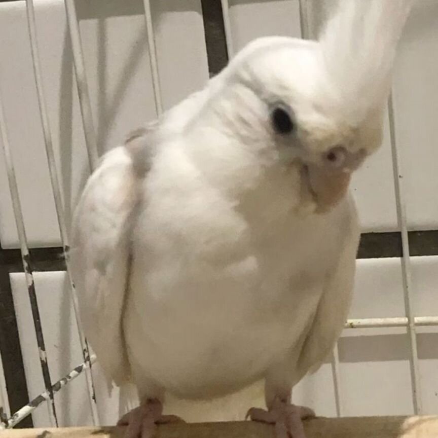 Попугай корелла с клеткой