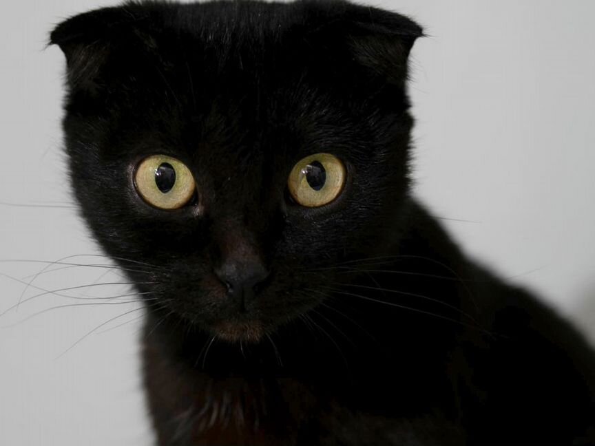 Кошка вислоухая шотландка Амелия в добрые руки