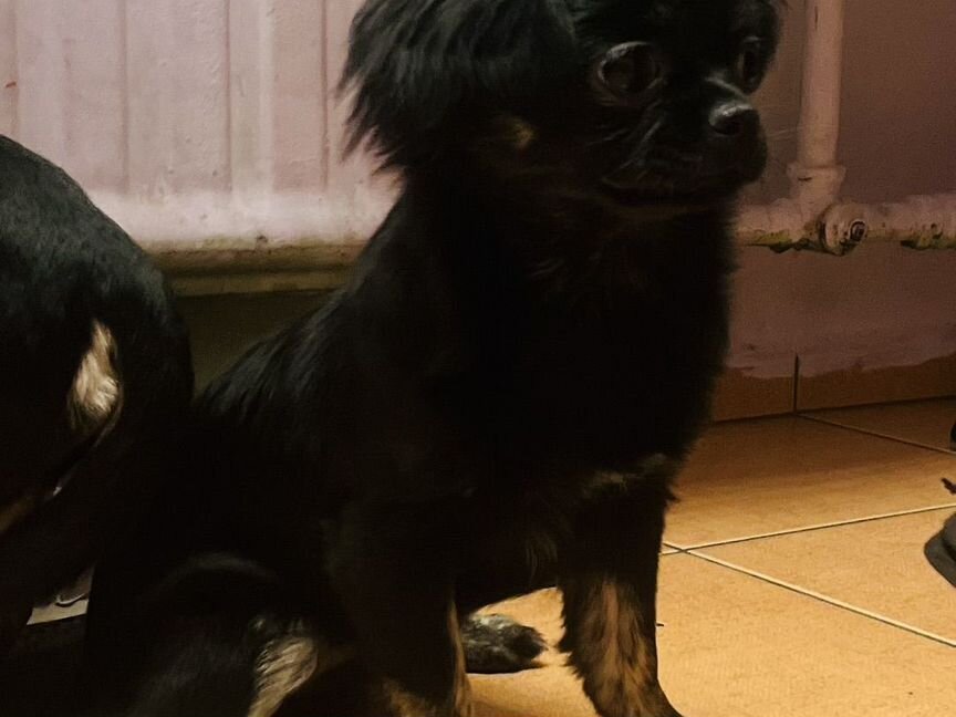 Собака