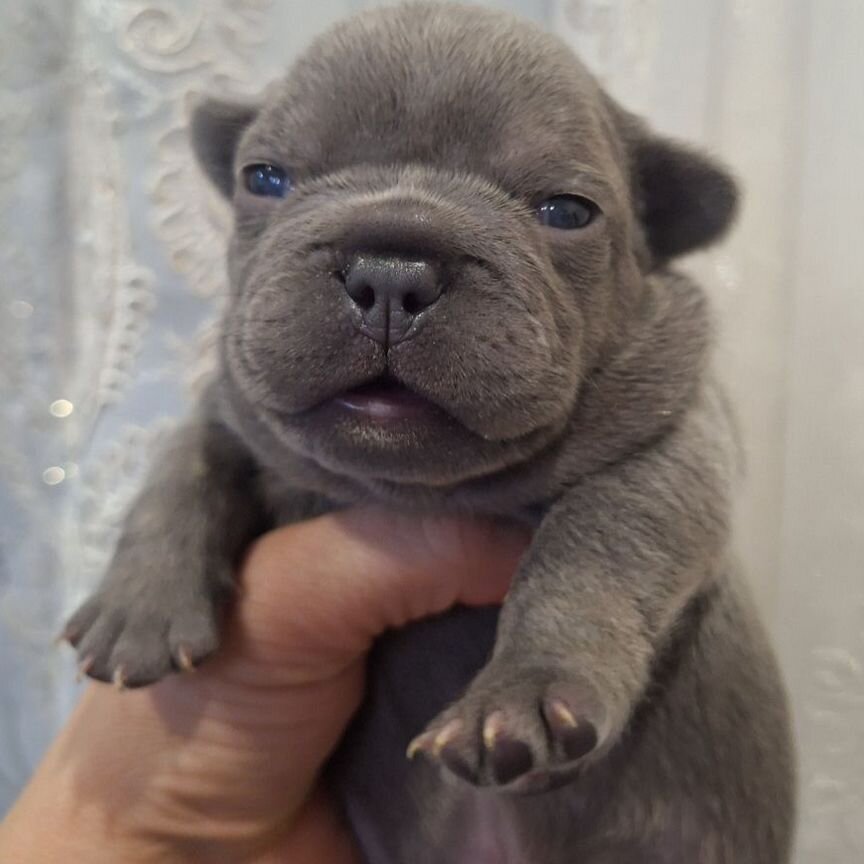 Французский бульдог, щенок