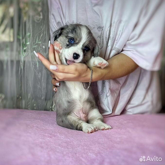 Вельш-корги кардиган