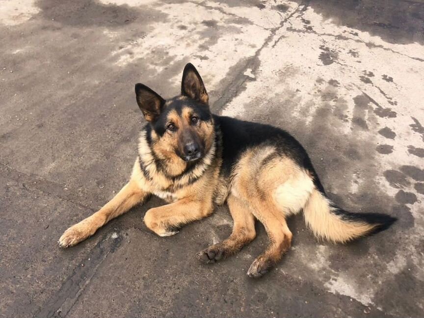 Немецкая овчарка вязка