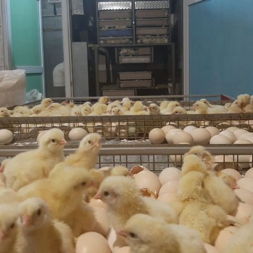 Бройлер суточный 23.04