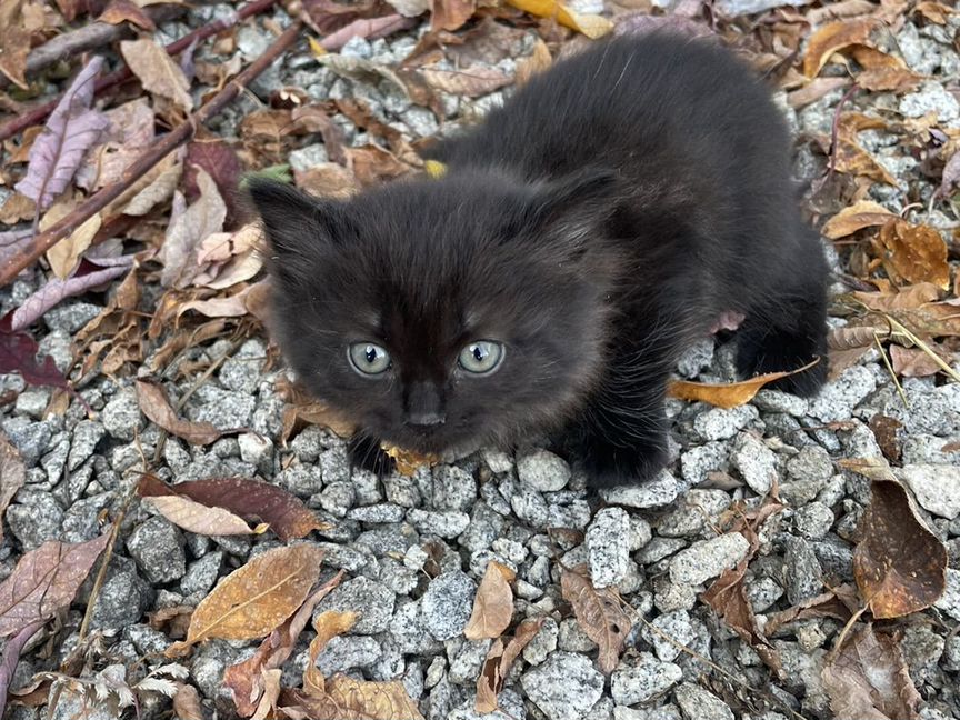 Черный котенок мальчик