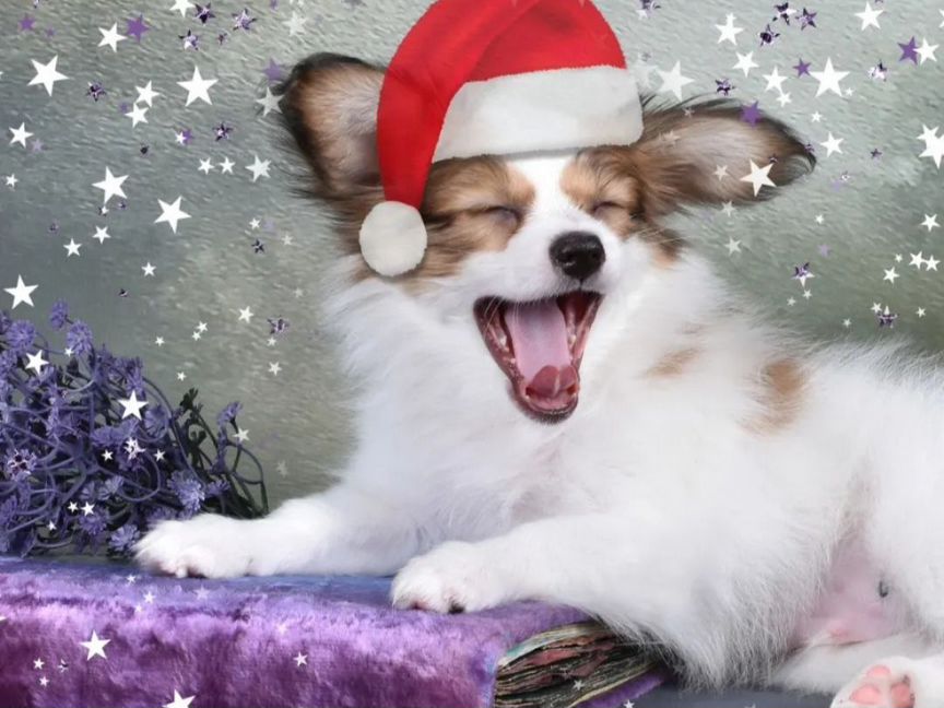 Щенки папийона чудесный парень