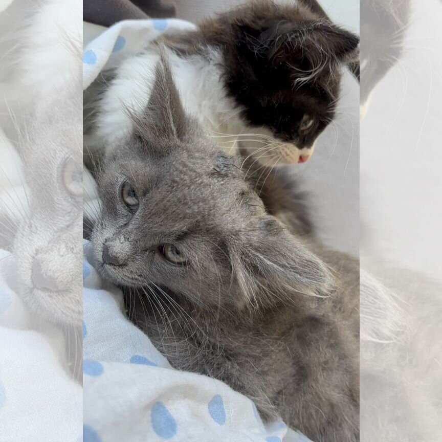 Котята в добрые руки бесплатно