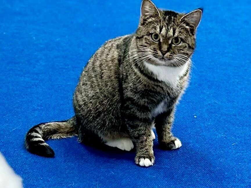 Вафлюше нужен дом