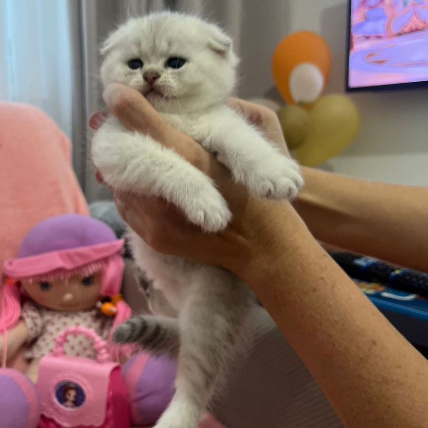 Шотландский котенок девочка