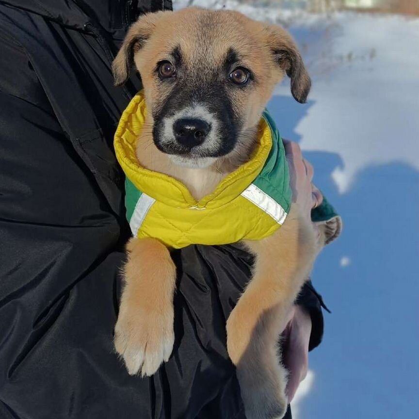 Щенок в добрые руки