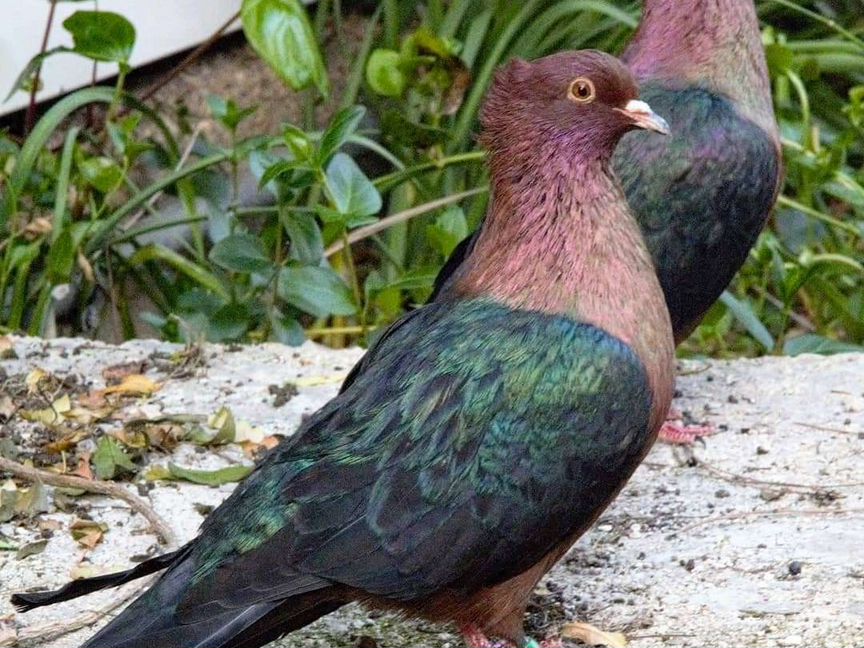 Голуби снегири