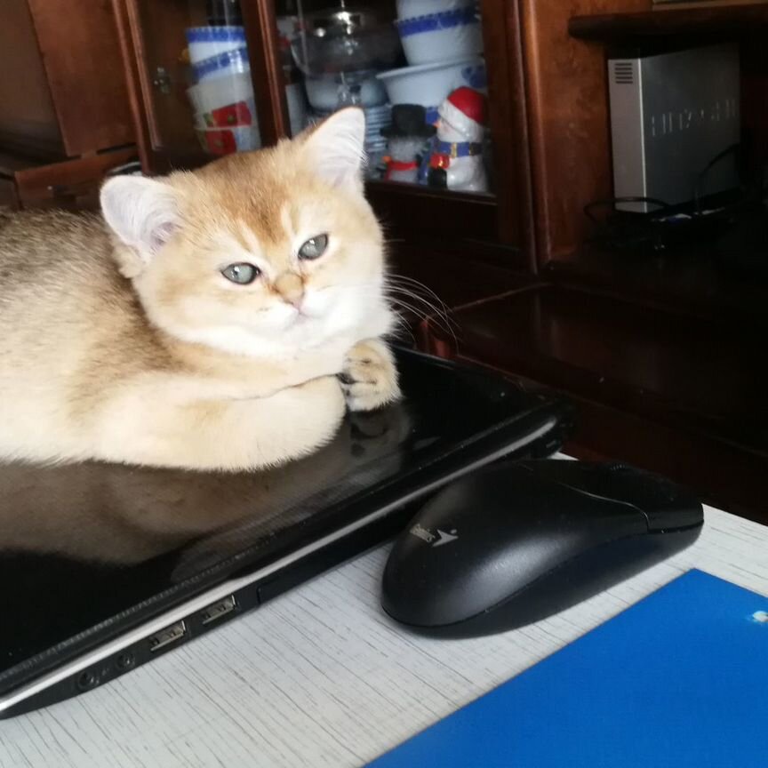 Котёнок золотая шиншилла