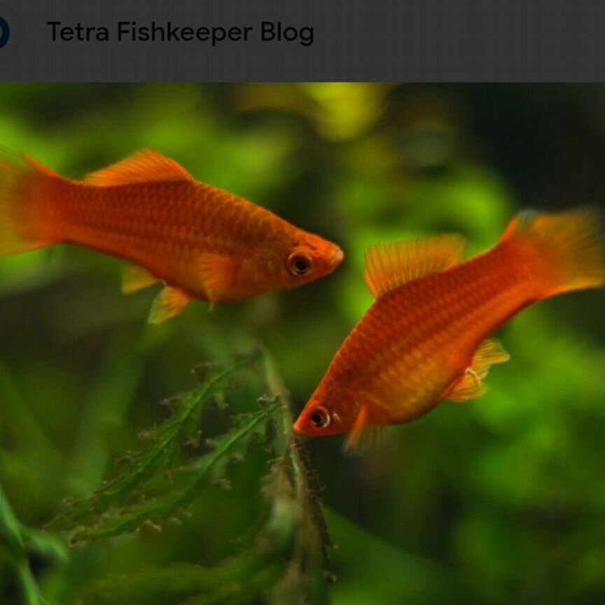 Меченосцы красные