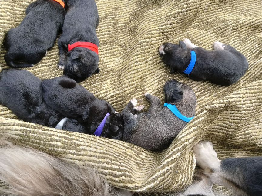 Щенки дворняжки бесплатно