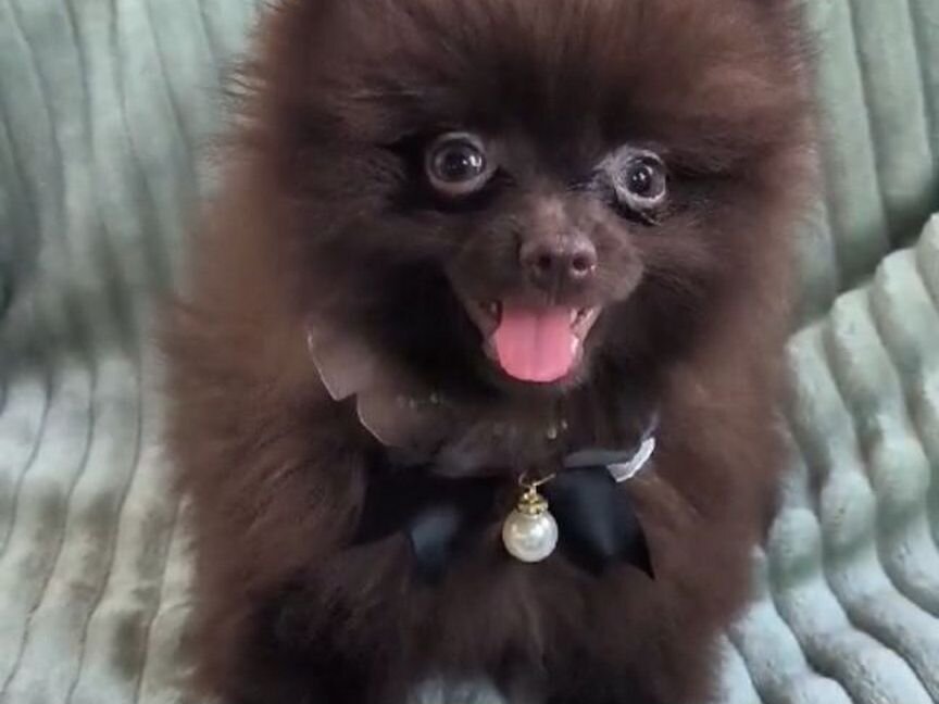 Шпиц Померанский с родословной