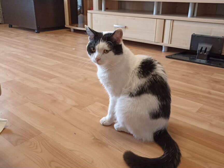 Отдам в добрые руки милую и очень умную кошку