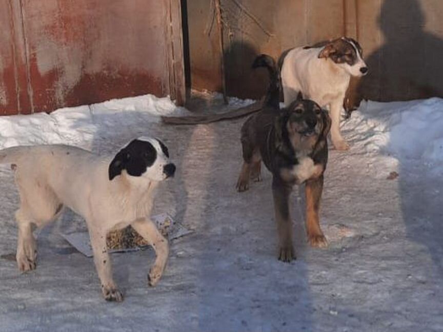 Собаки бесплатно в добрые руки