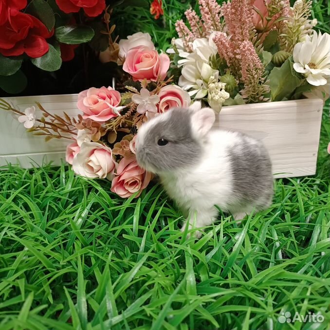 Импортные карликовые мини кролики. Доставка по РФ