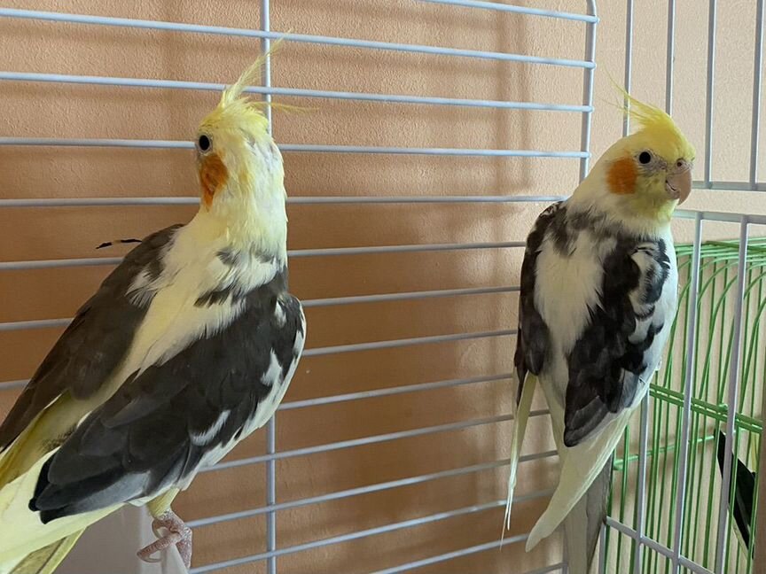 Попугай корелла