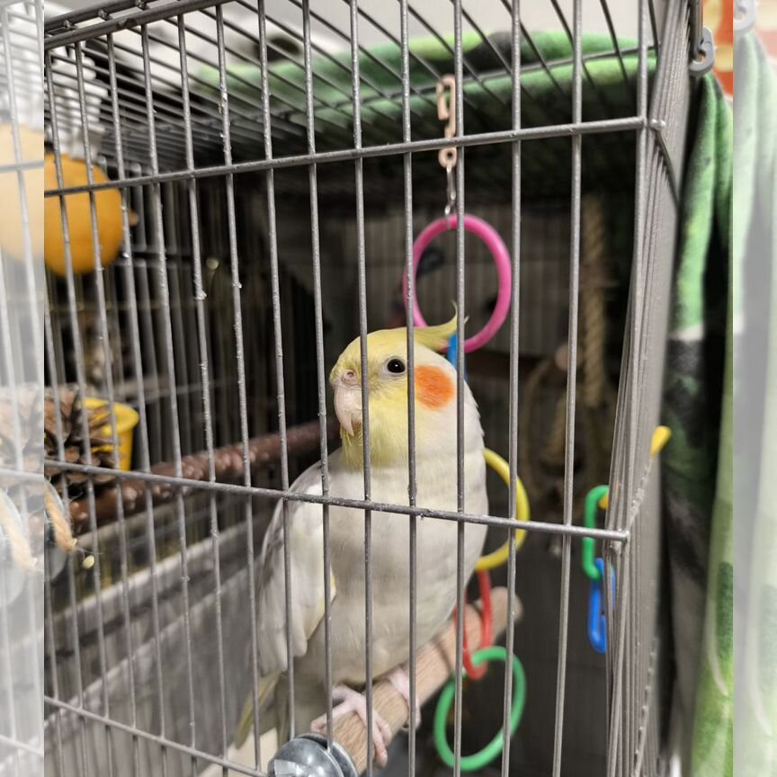 Попугай корелла с клеткой