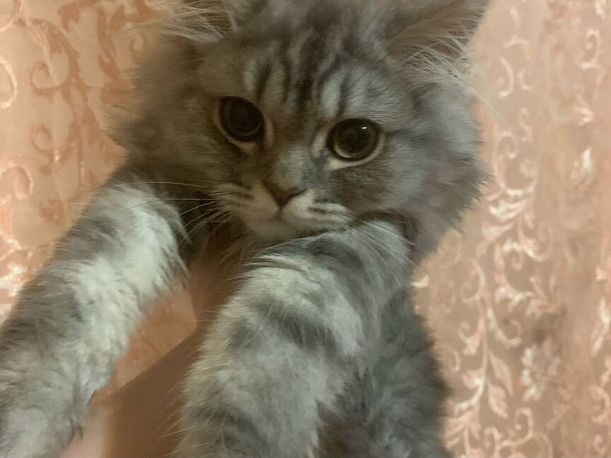 Котики в добрые руки