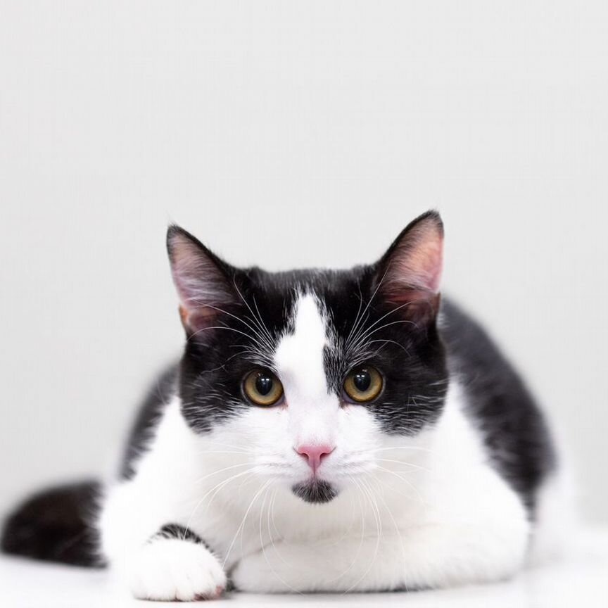 Котики бесплатно