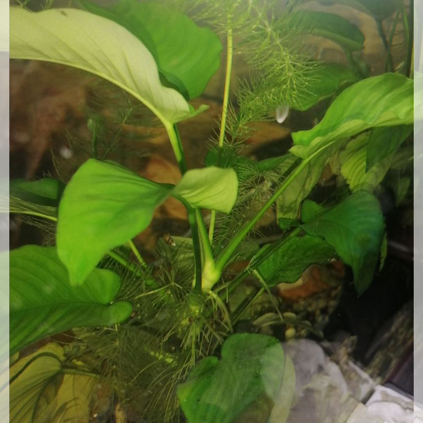 Аквариумные водоросли анубиас