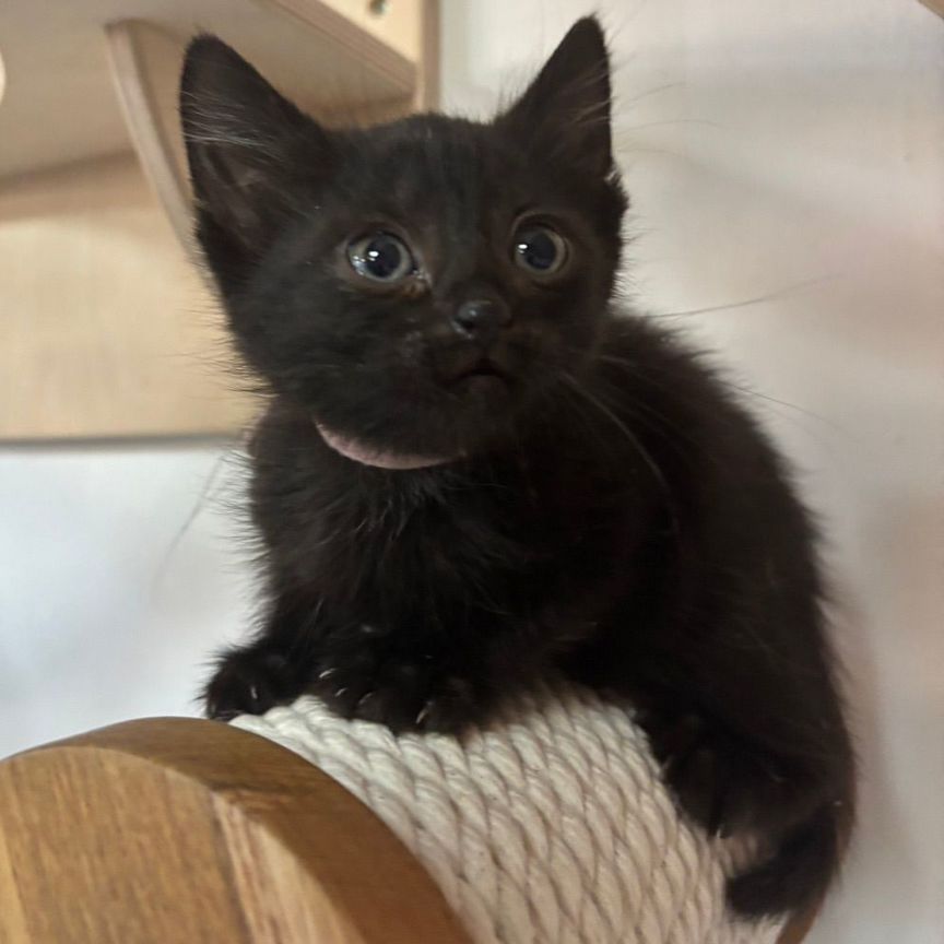 Котёнок из приюта