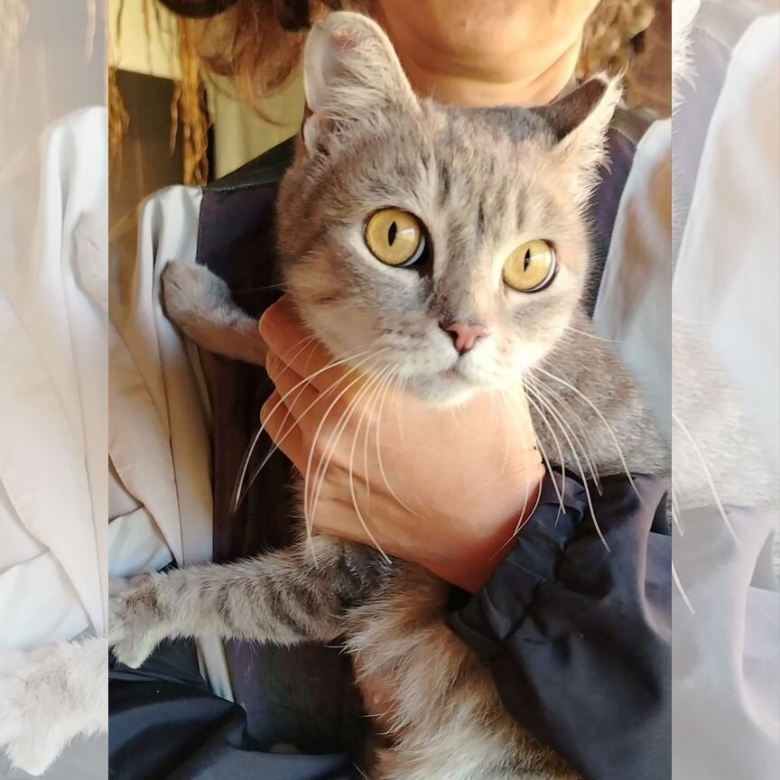 Кошечка в добрые руки