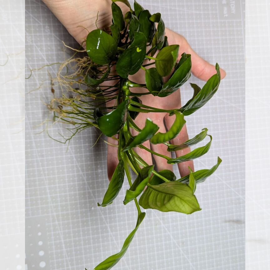 Аквариумное растение анубиас