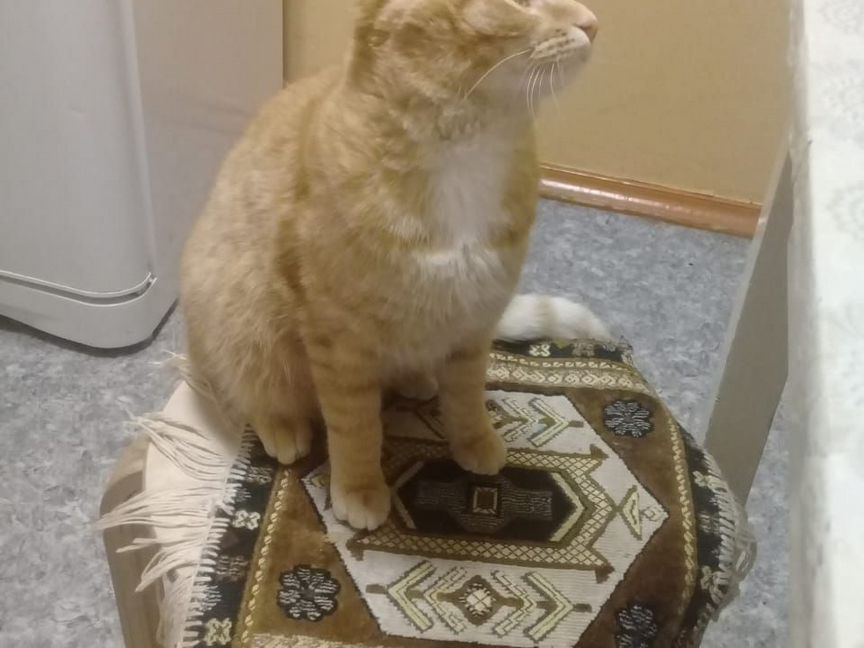 Кошка