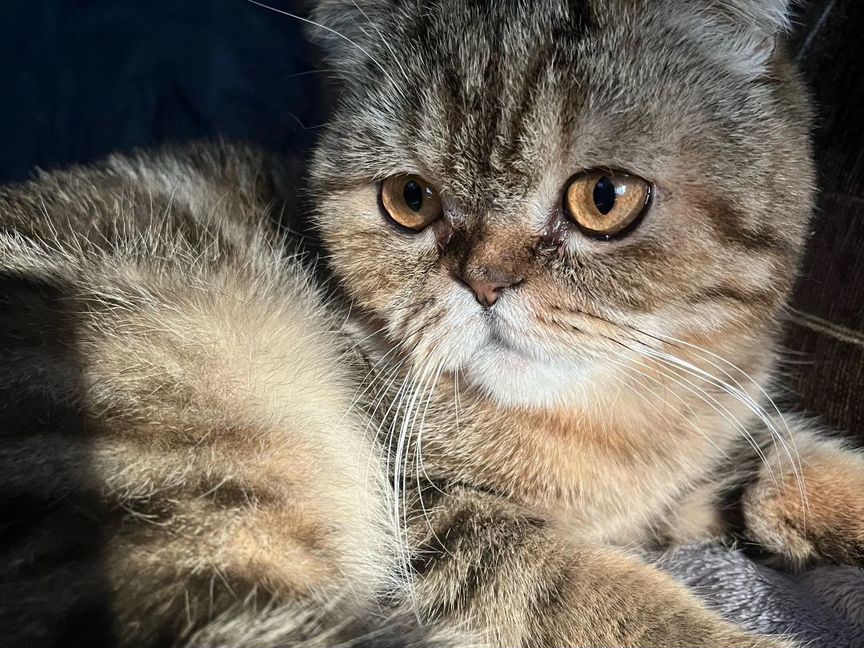 Шотландская вислоухая