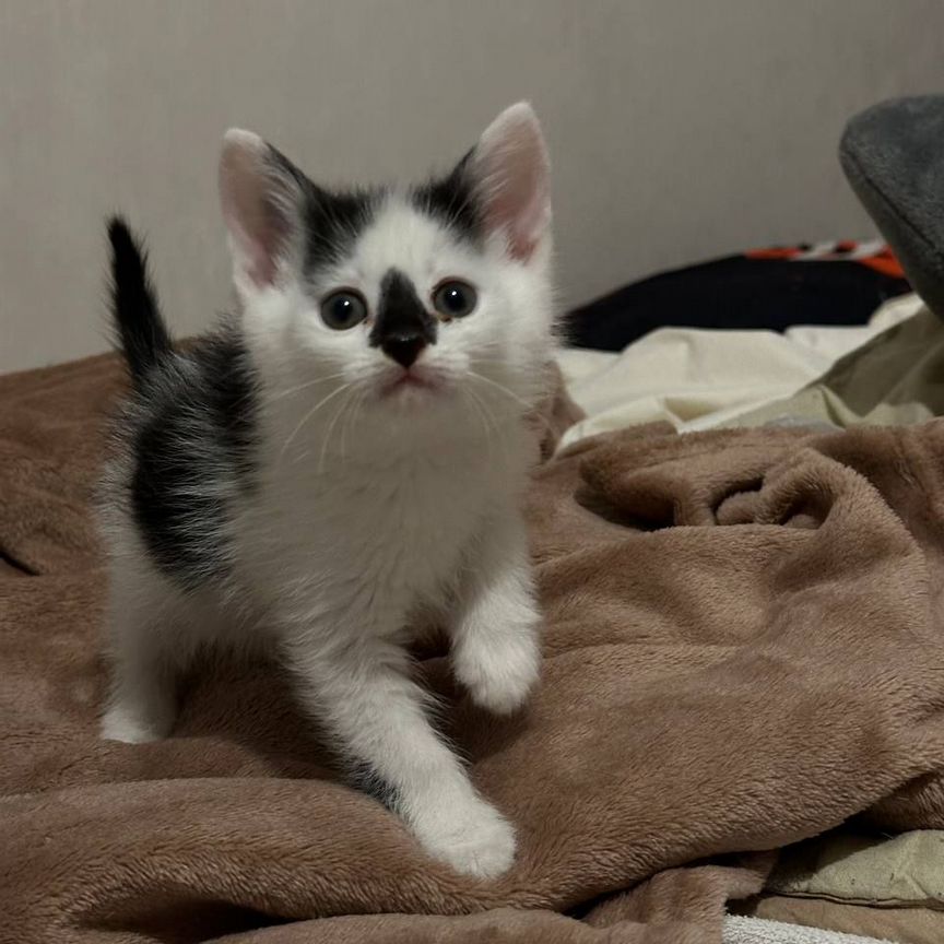 Мальчик 1.5 мес