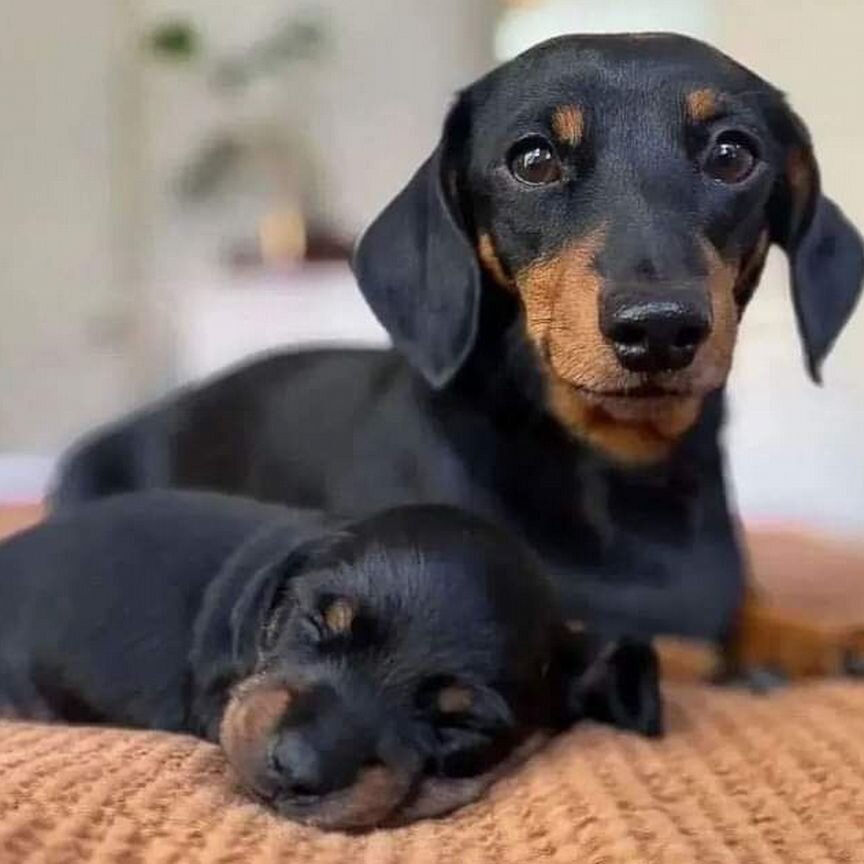 Карликовая такса, щенок